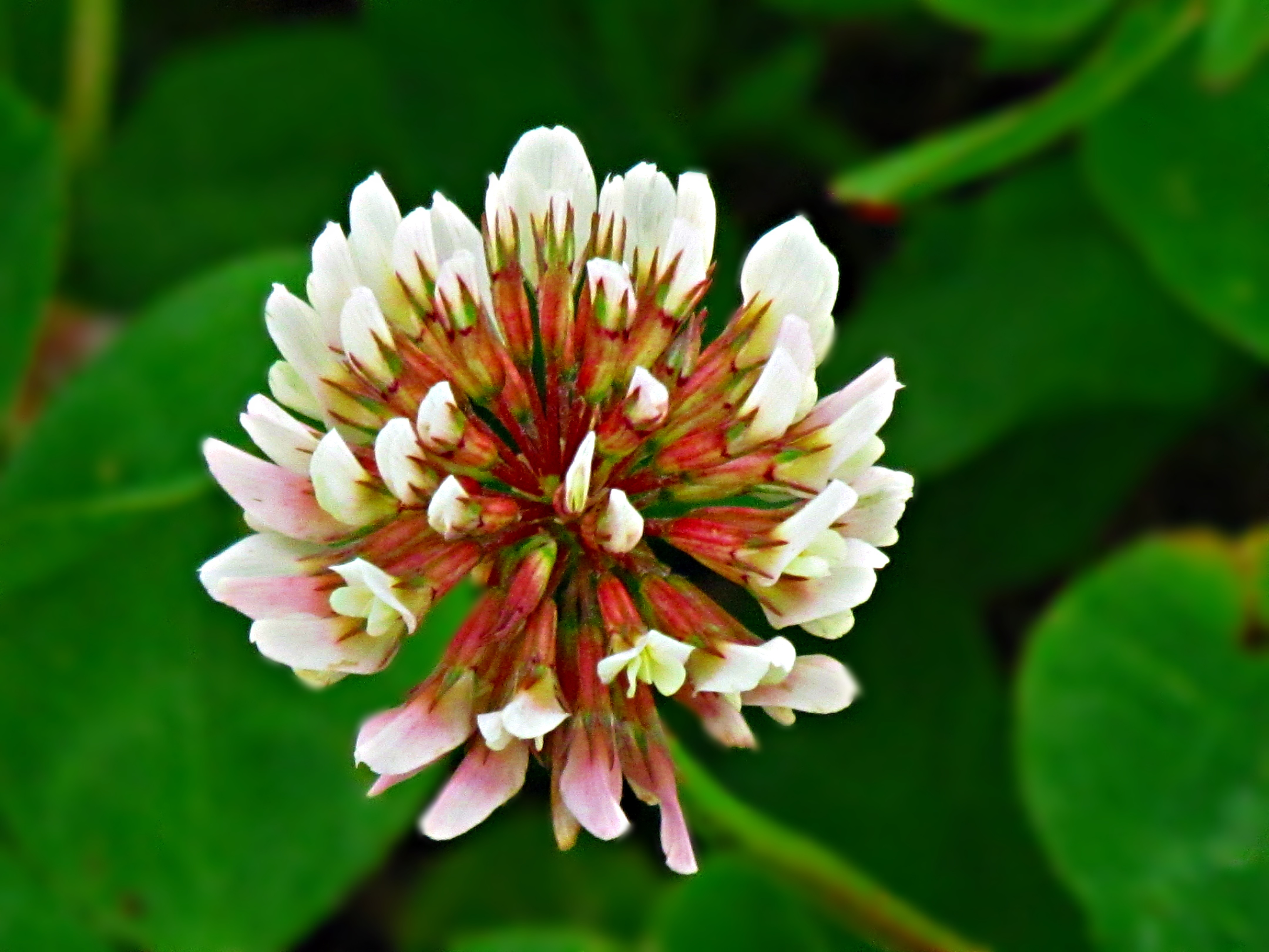 Clover Flower Nature free image download