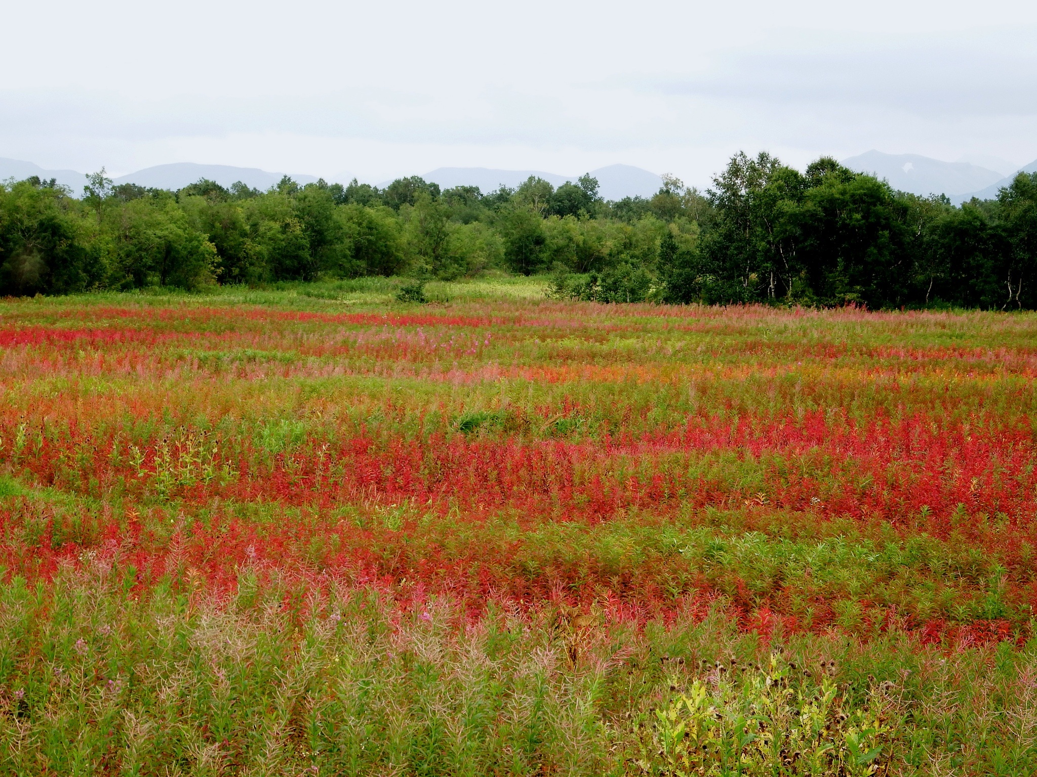 Autumn Forest Fireweed free image download