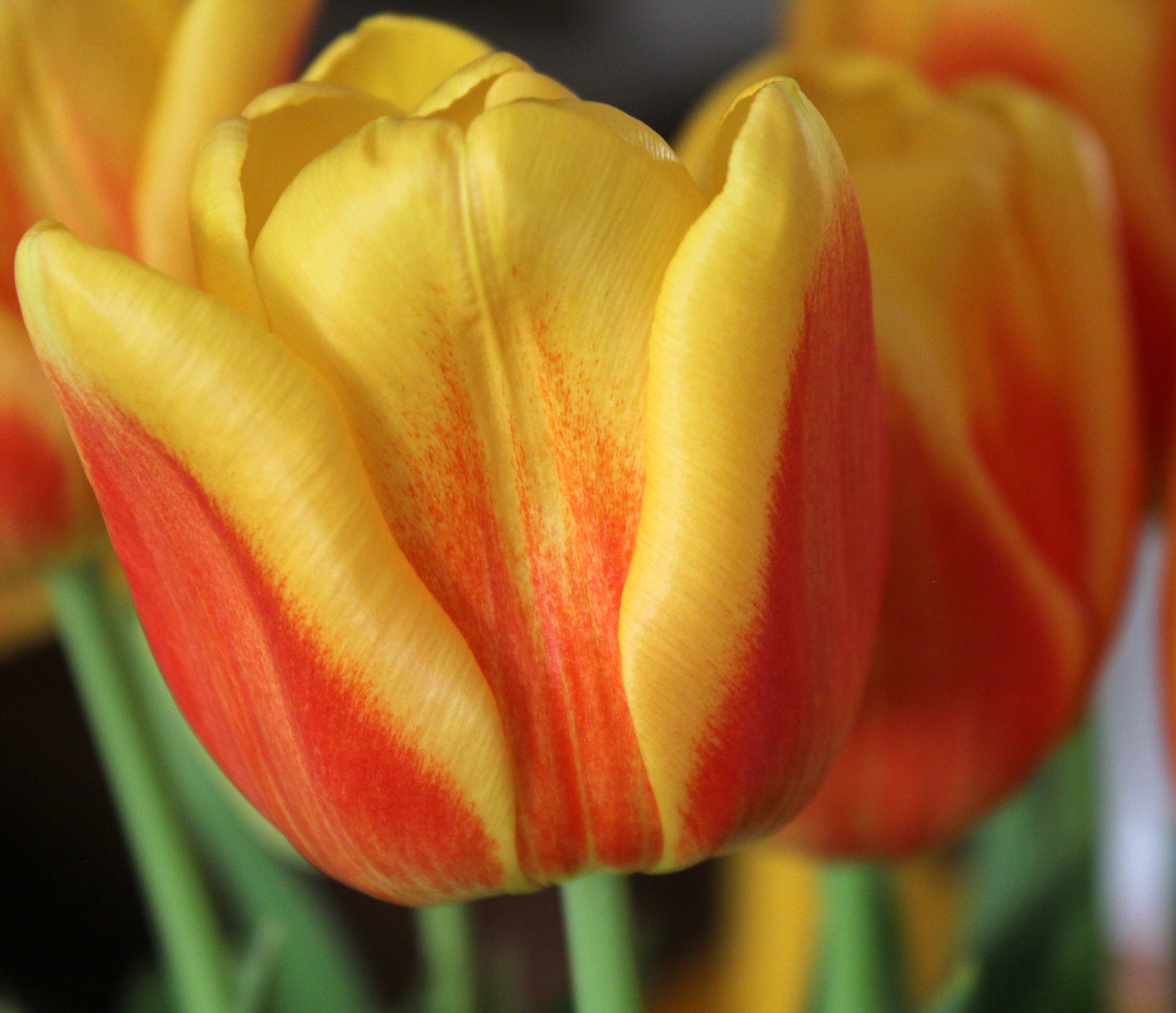 Tulip Flower Spring free image download