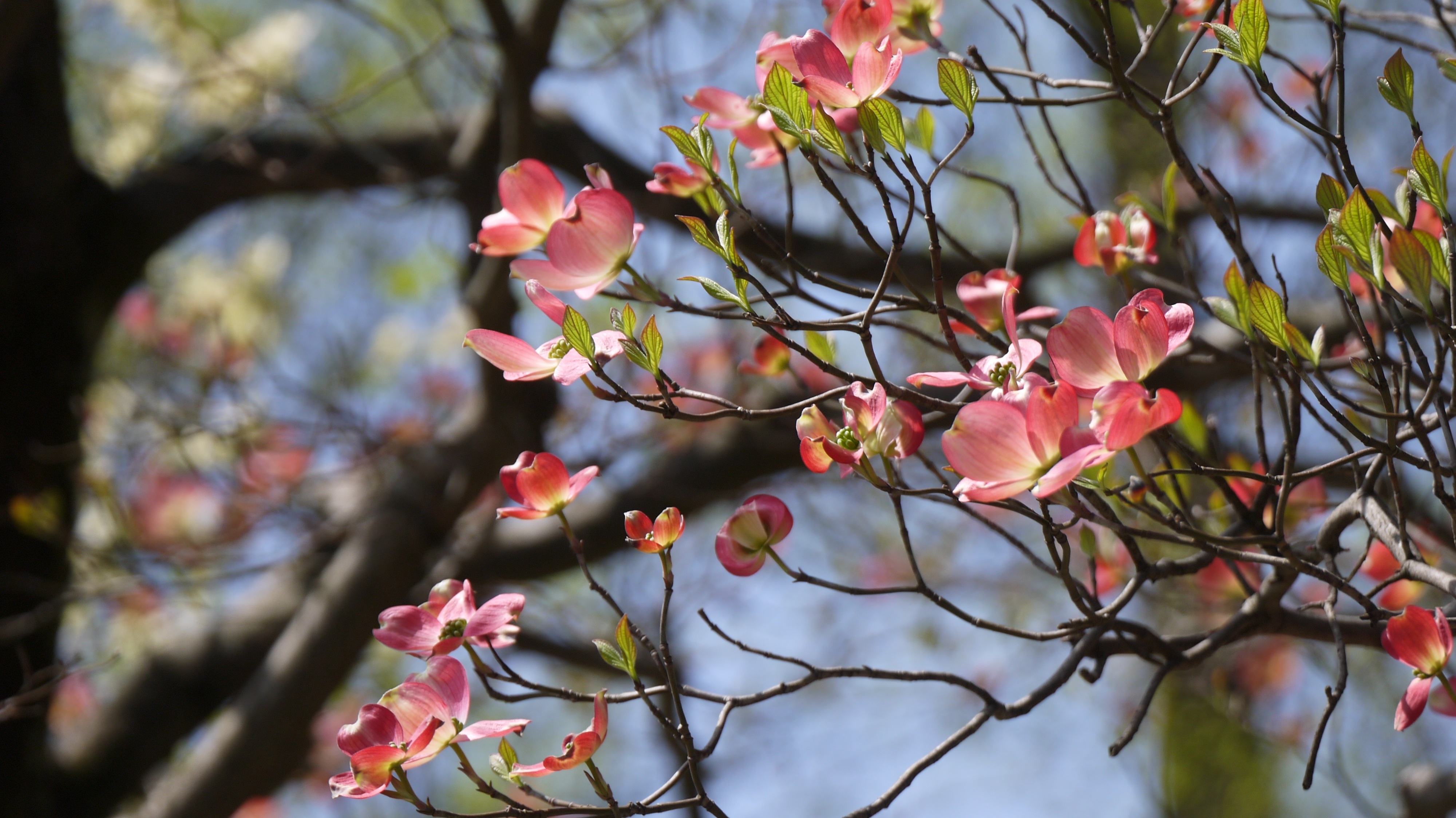 Spring Flower free image download