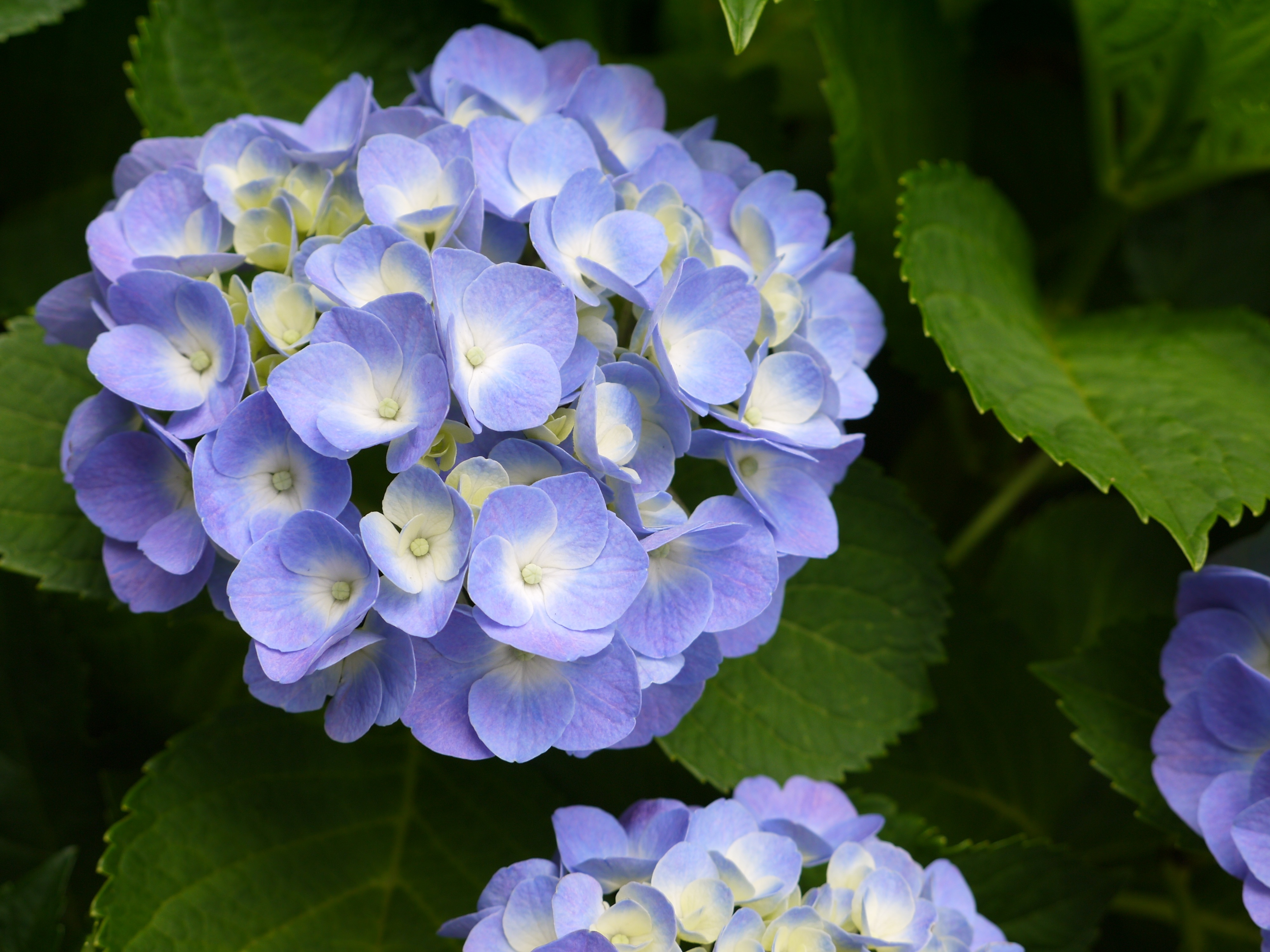 Hydrangea Flower free image download