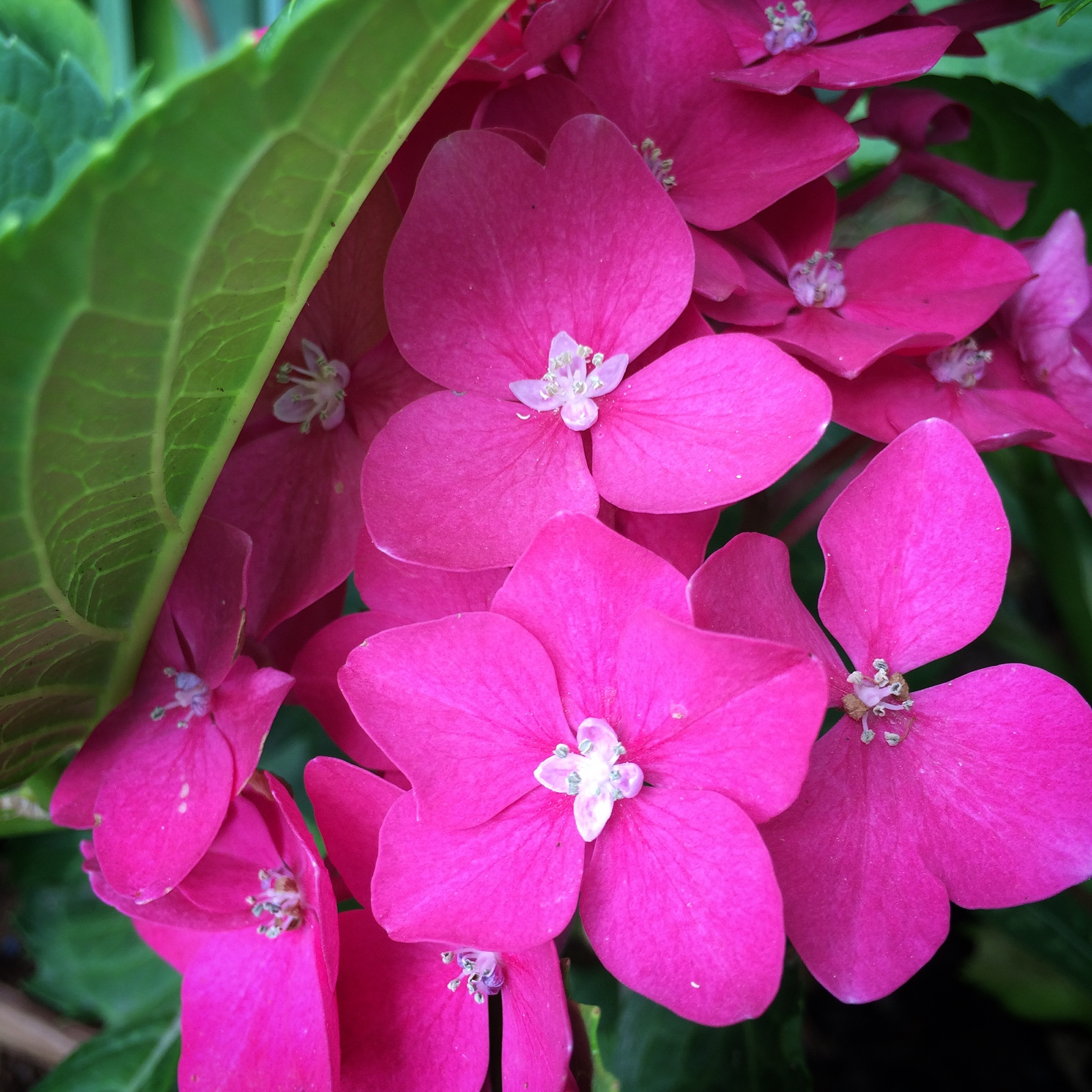Flower Sprig Pink free image download