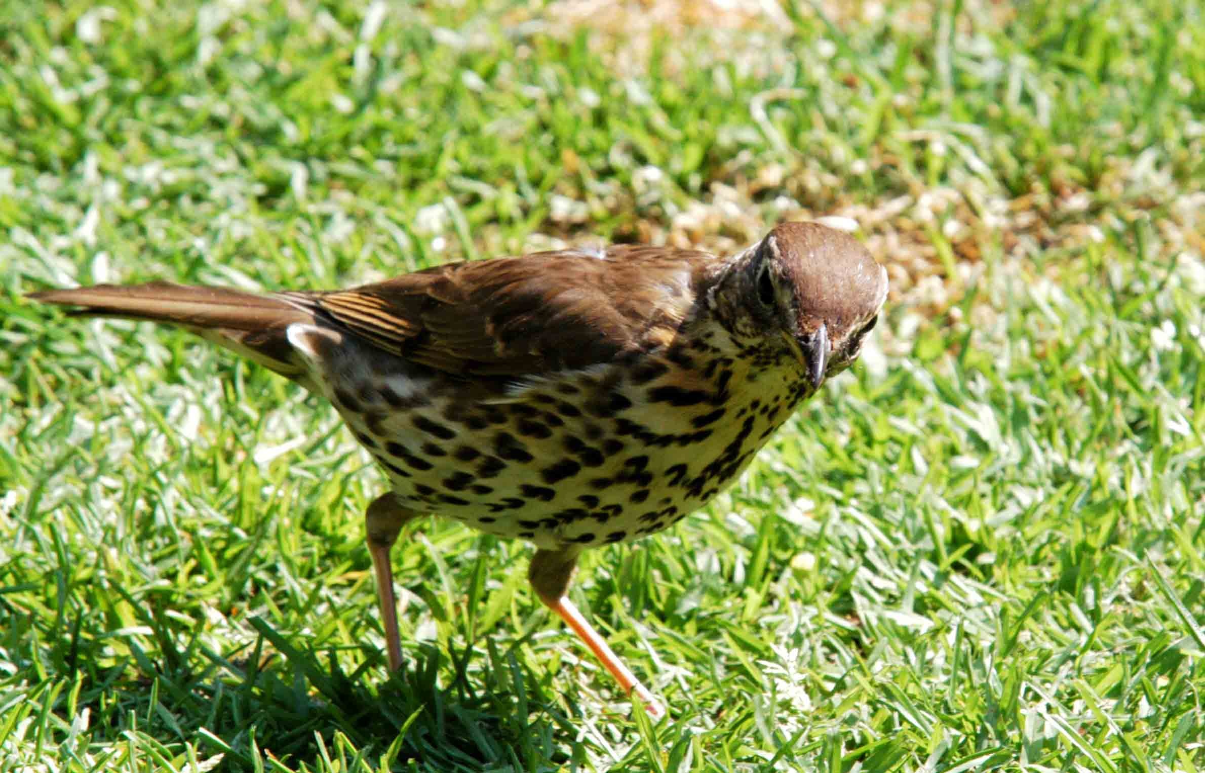 Colorful, cute and beautiful thrush bird on the green grass in sunlight ...