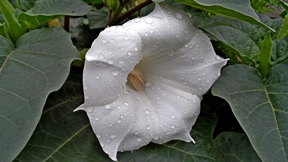 Wet white flower in the garden free image download
