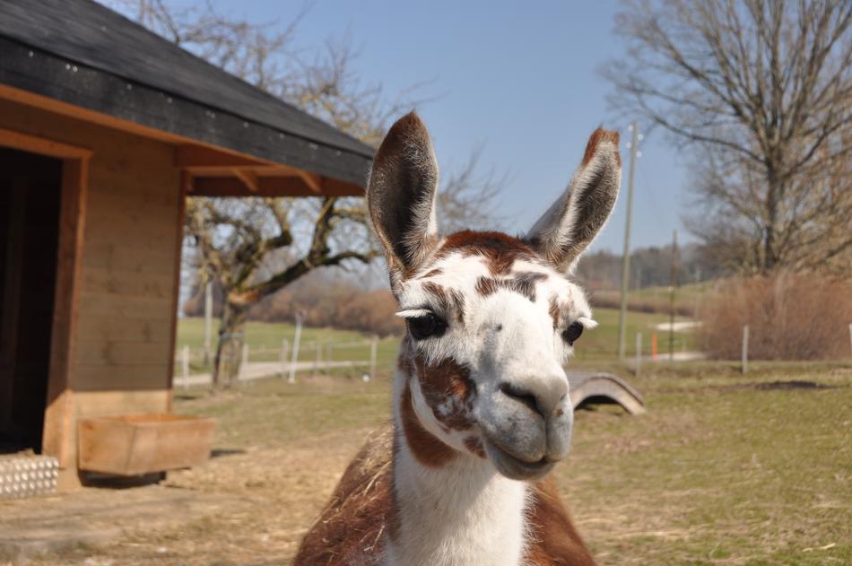 Portrait of the cute, colorful and beautiful lama near the building ...