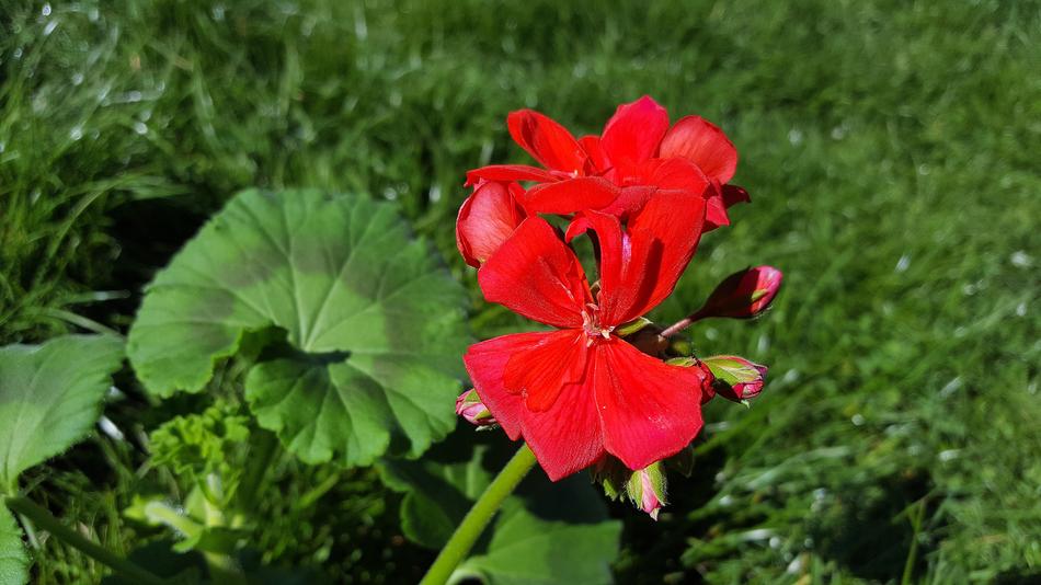 Red Geranium Flower free image download