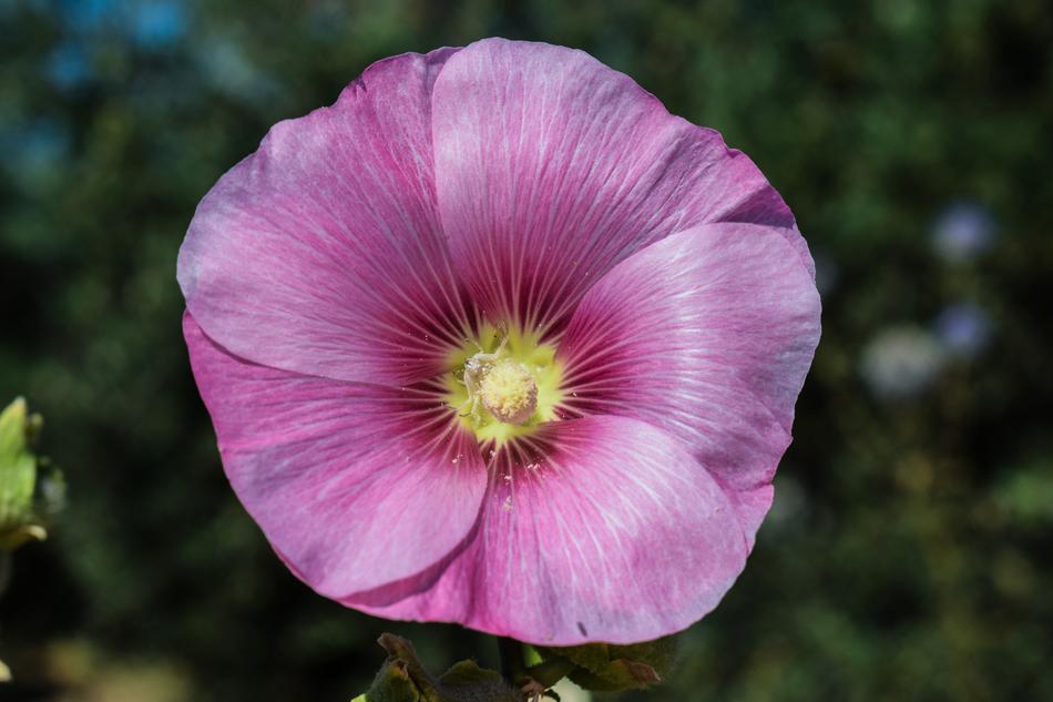 Stock Rose Mallow Flower free image download