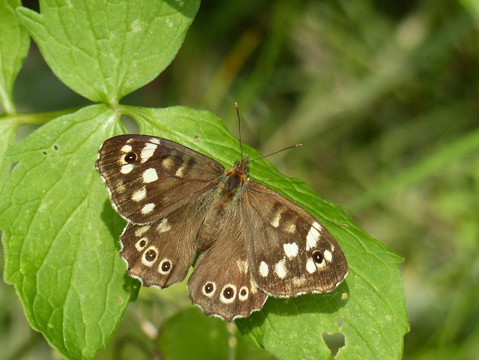 Butterfly Nature Netherlands free image download