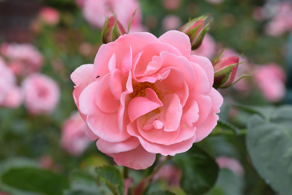 Ros Roses Flower free image download