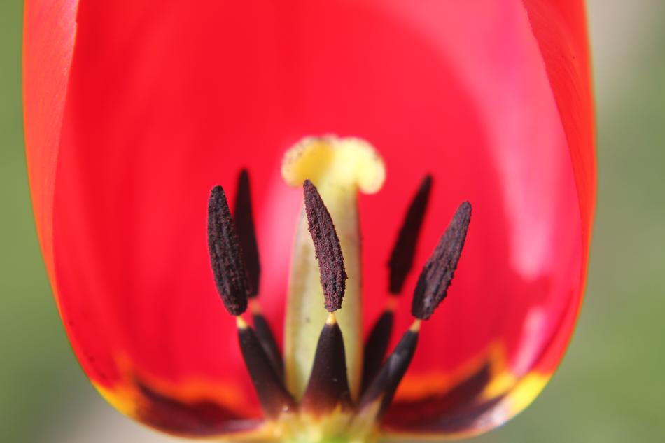 Red Tulip Light free image download