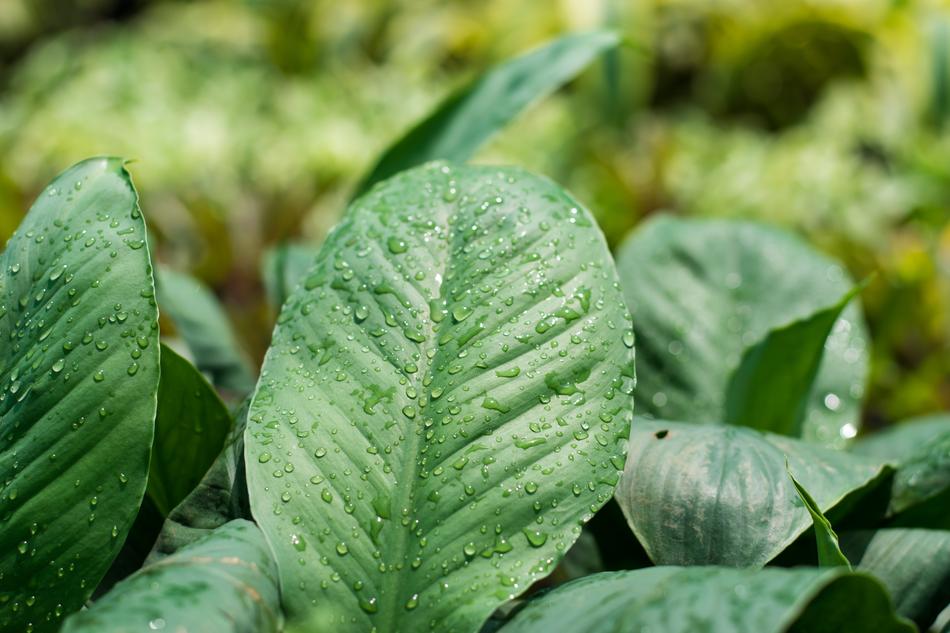 Dew Drops Single Leaf free image download