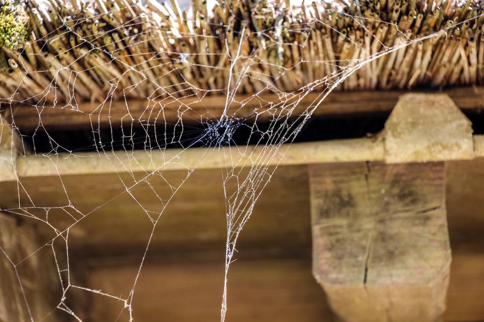 Spider web on the roof of the barn free image download