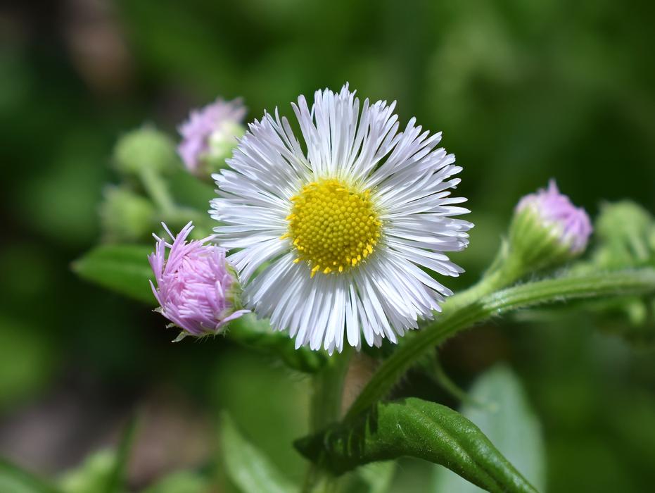 Fleabane Wildflower Medicinal free image download