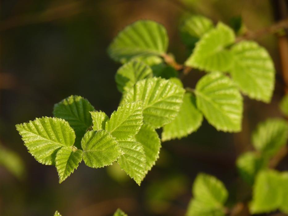 Beech Spring Leaves free image download