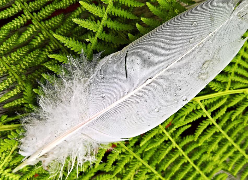 Feather Bird Plumage free image download