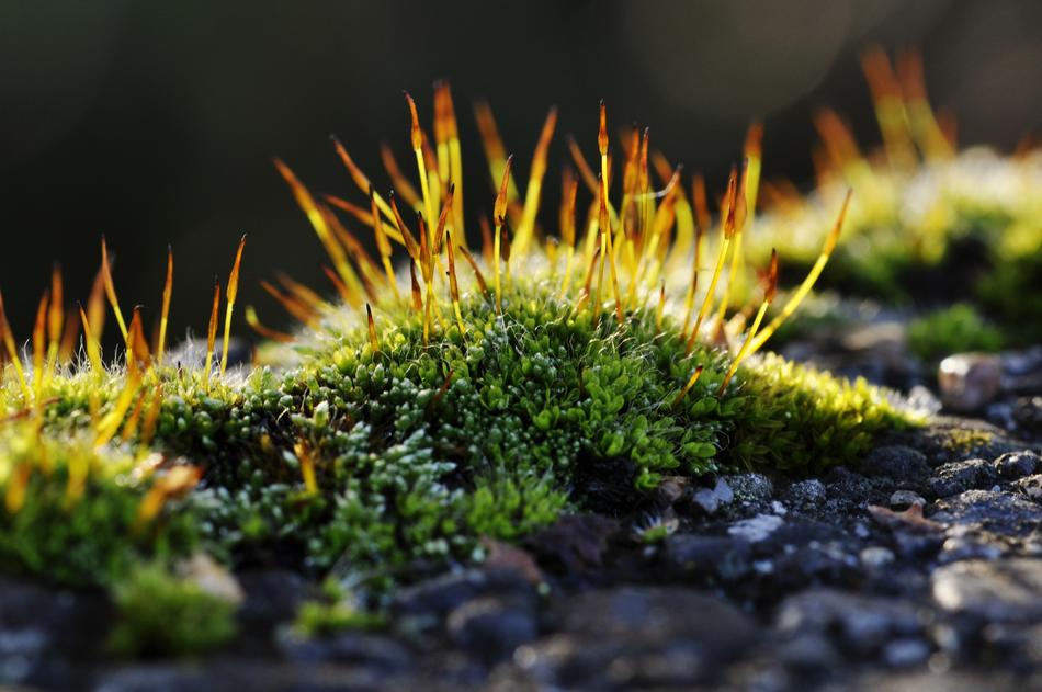 Moss Macro Nature free image download