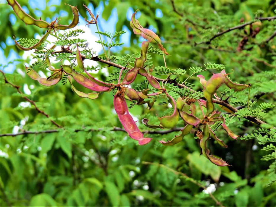 Tree Seed Pods Colorful free image download