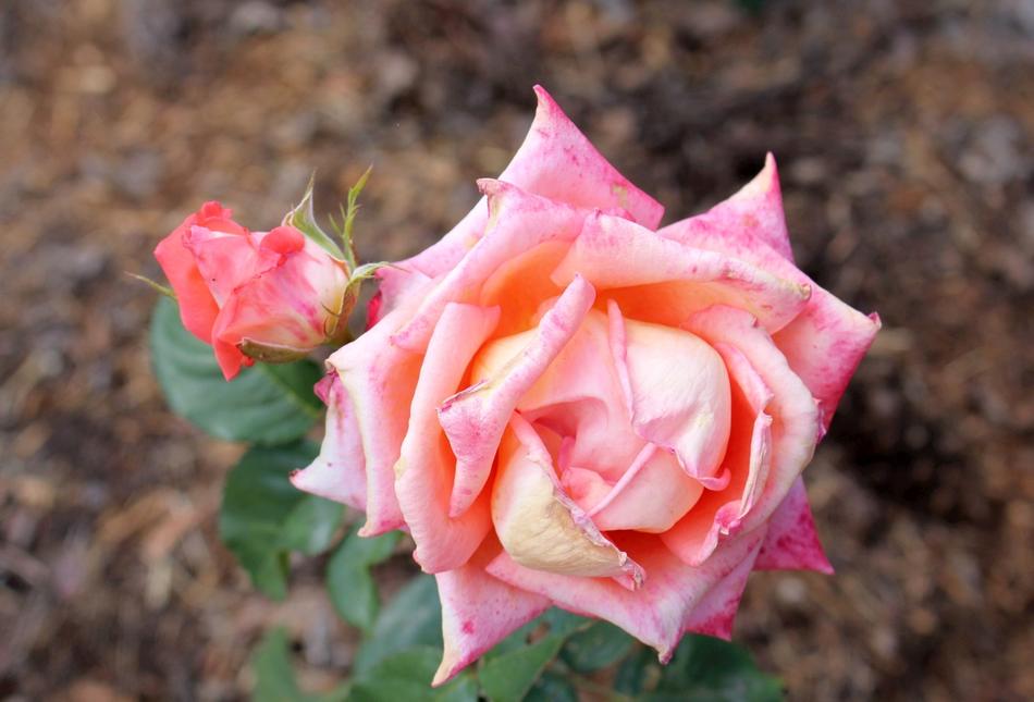 Flower Pink Rose Full Bloom free image download
