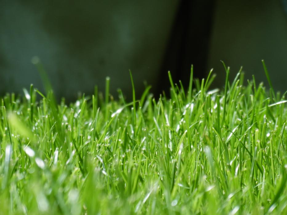 Grass Green Nature free image download