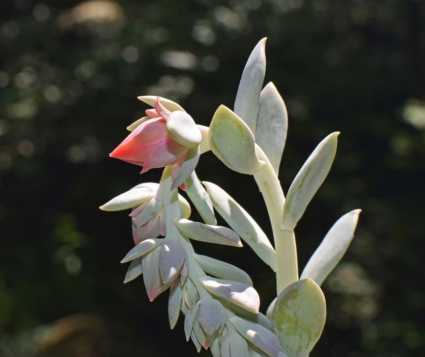 Echeveria Flower Spike Succulent free image download