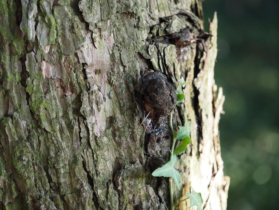 Tree Branch Wood free image download