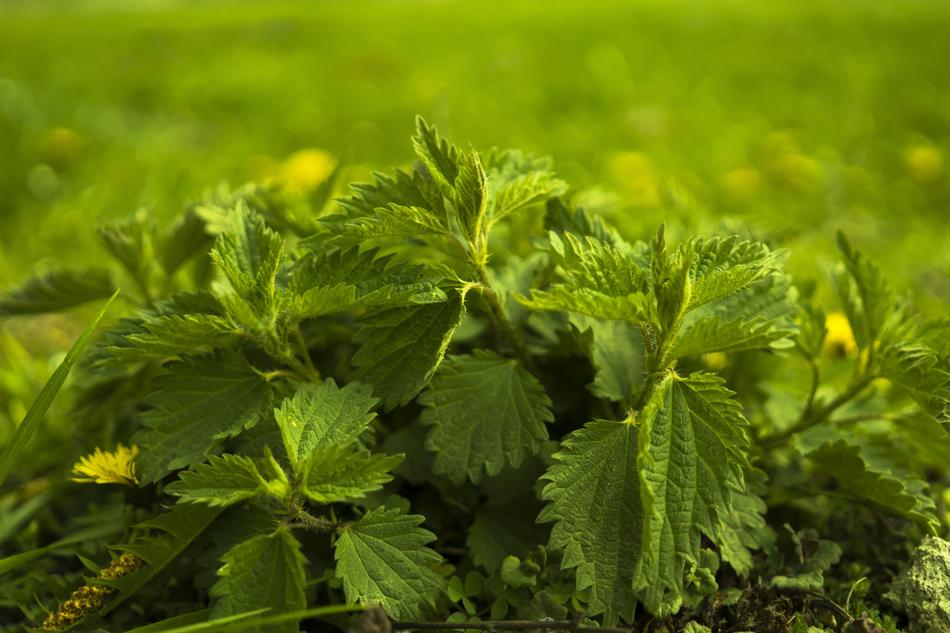 Stinging Nettle Nature Spring free image download