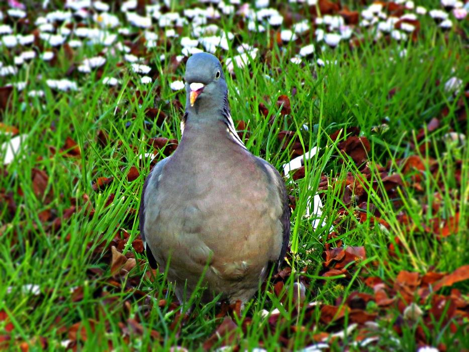 Dove Meadow Field free image download