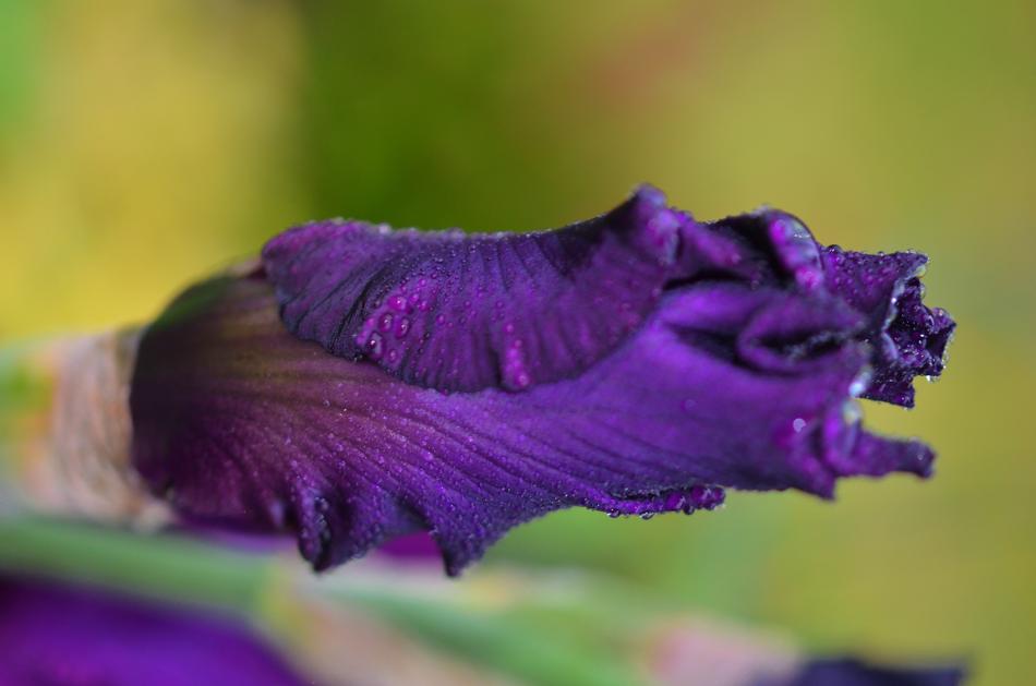 Flower Violet Nature free image download