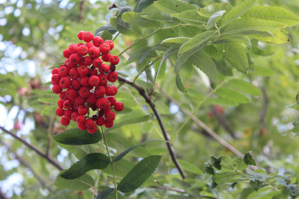 Rowan Tree Plant free image download