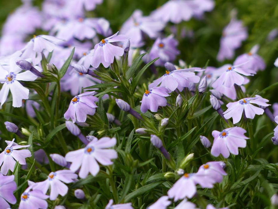 Spring Flowers Meadow Nature free image download
