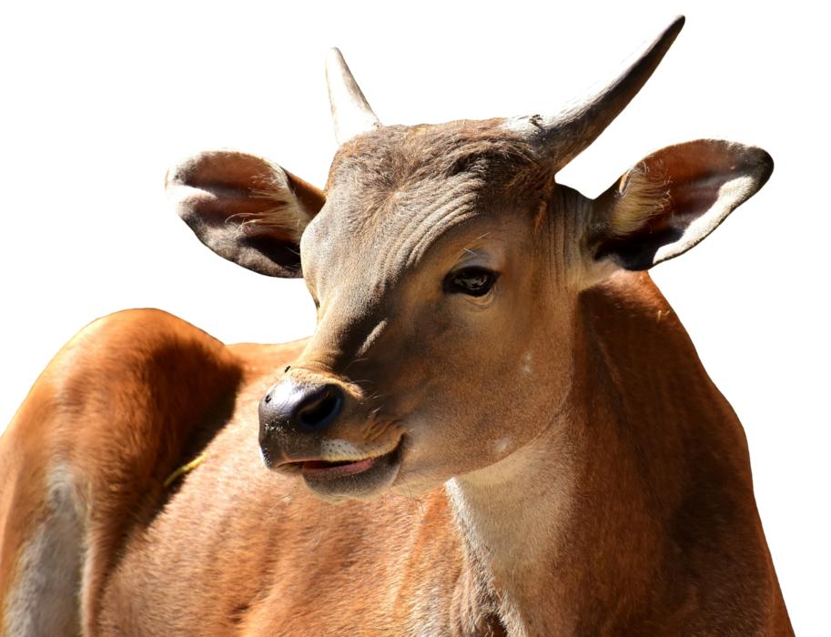 Banteng Beef Bos Javanicus free image download