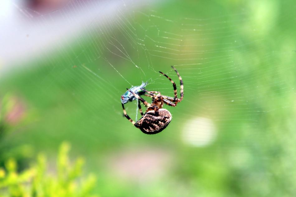 Spider Cobweb A Small Insect free image download