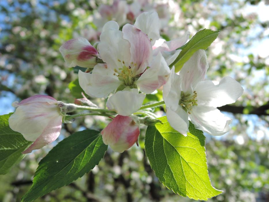 Tree Flower Apple Flowering free image download