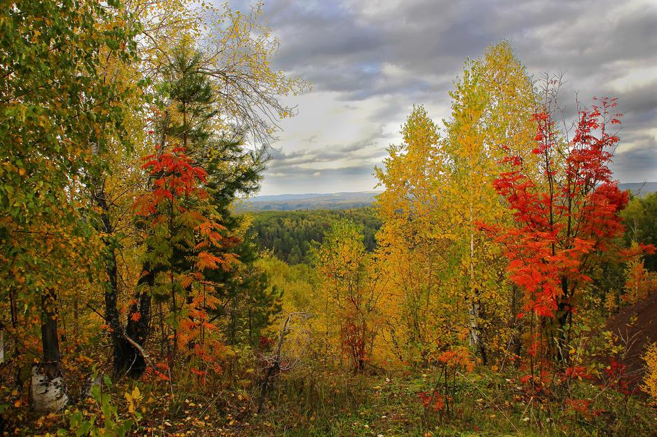 Landscape of Autumn countryside trees free image download