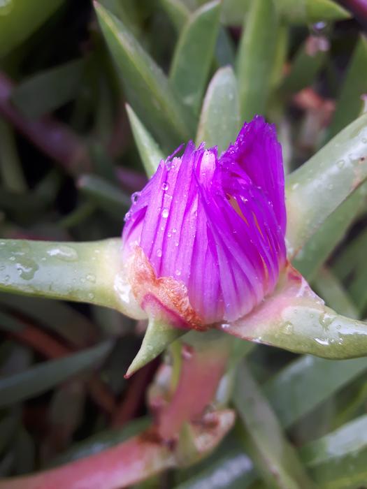 Flower Flowers Nature Small free image download