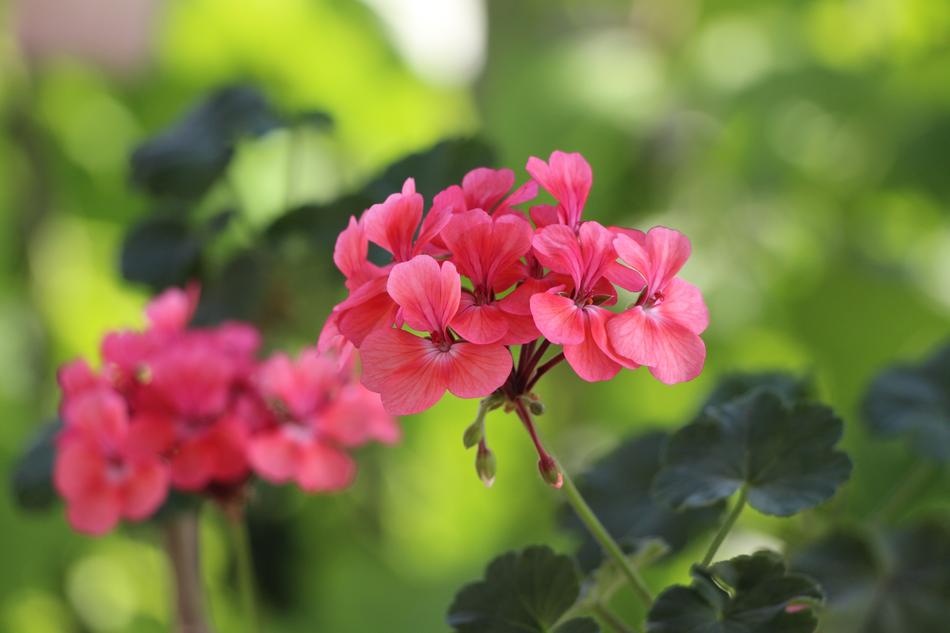 Geranium Flower Green free image download