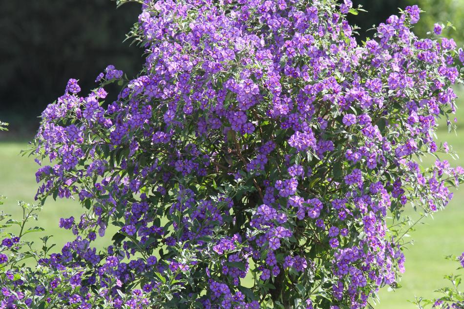 Bush Flower Purple free image download