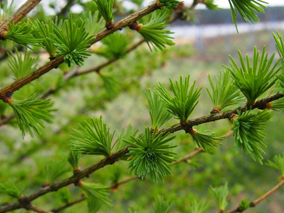 Nature Larch Sprig free image download