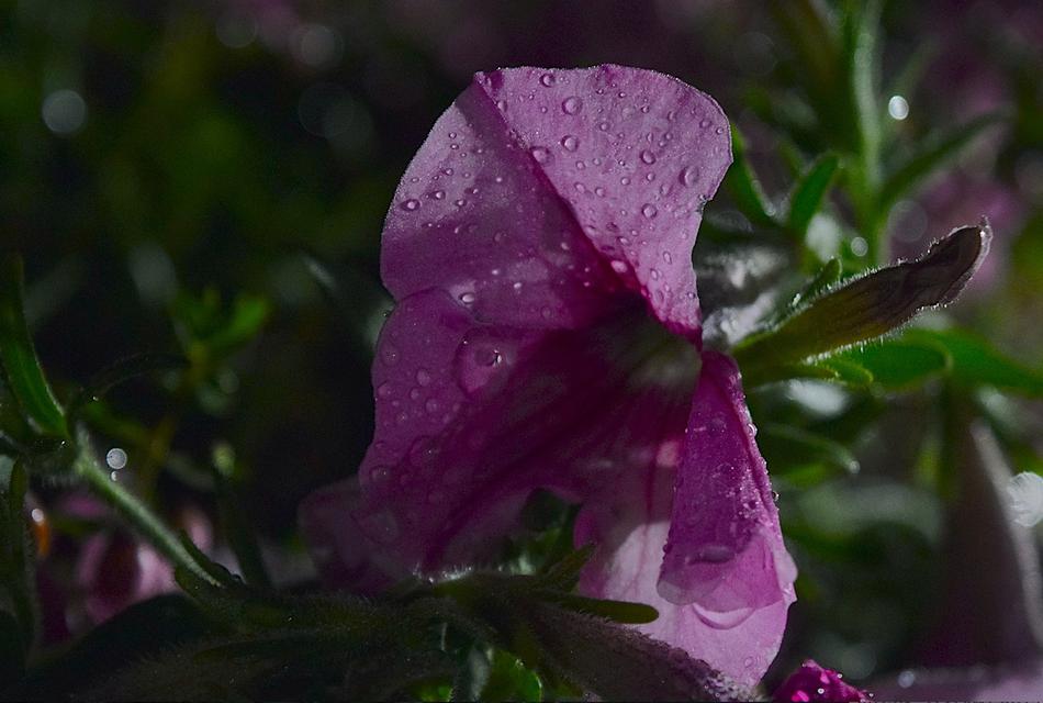 Flower Night Rain free image download