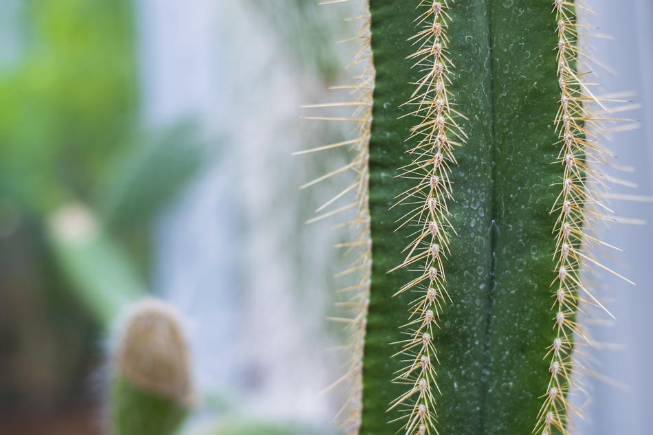 Cactus Spikes Closeup free image download
