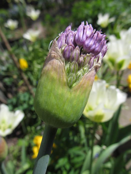 Allium Spring Blossom free image download
