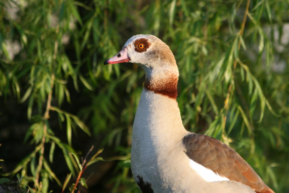 Goose Bird Green free image download