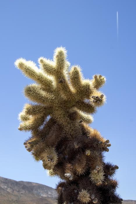 Cholla Cactus Joshua Tree free image download