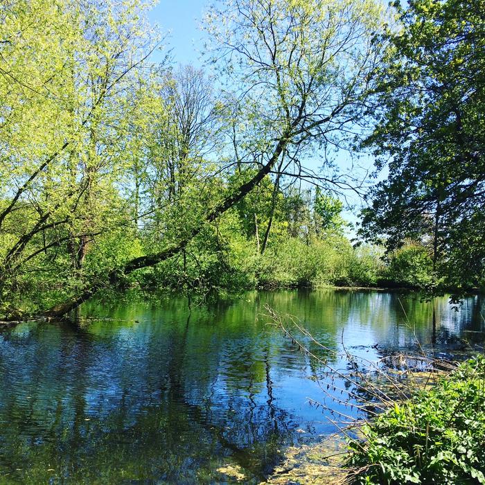 Trees Nature Stream free image download