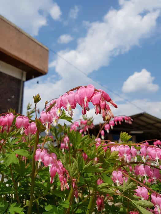 Spring Flowers Sky free image download