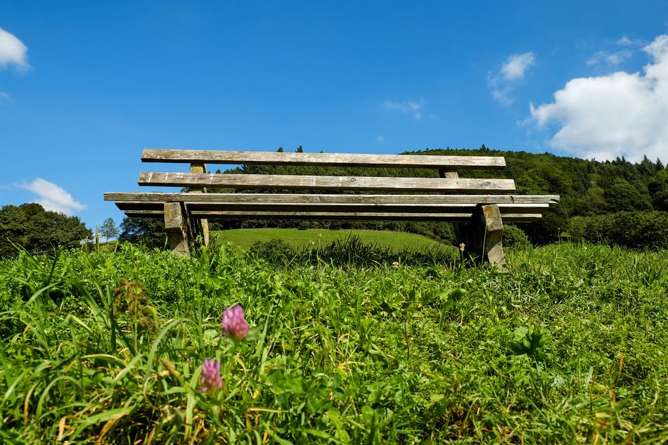 Wooden bench, purple clover, green grass free image download