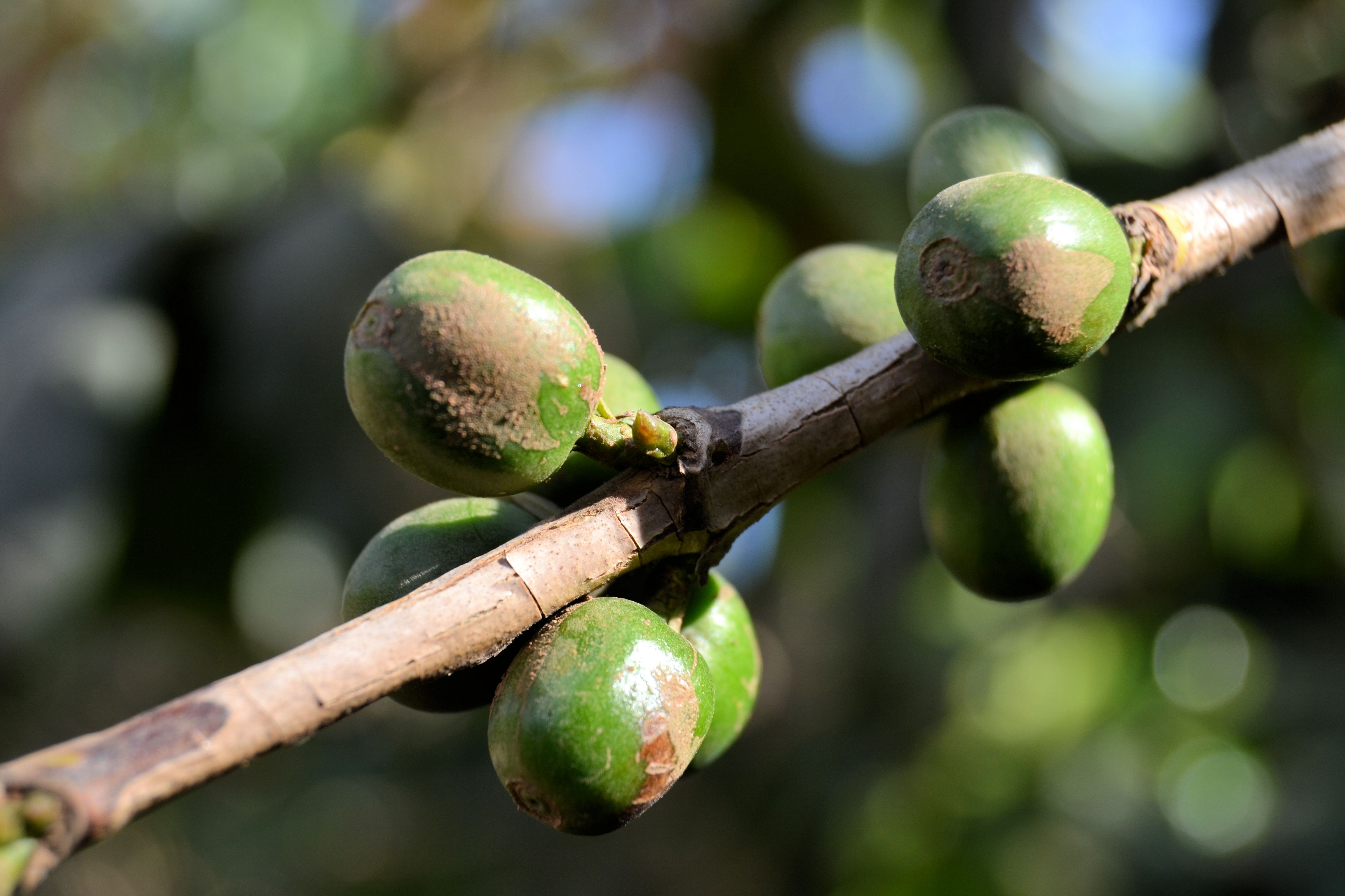Little sprouts on a branch free image download