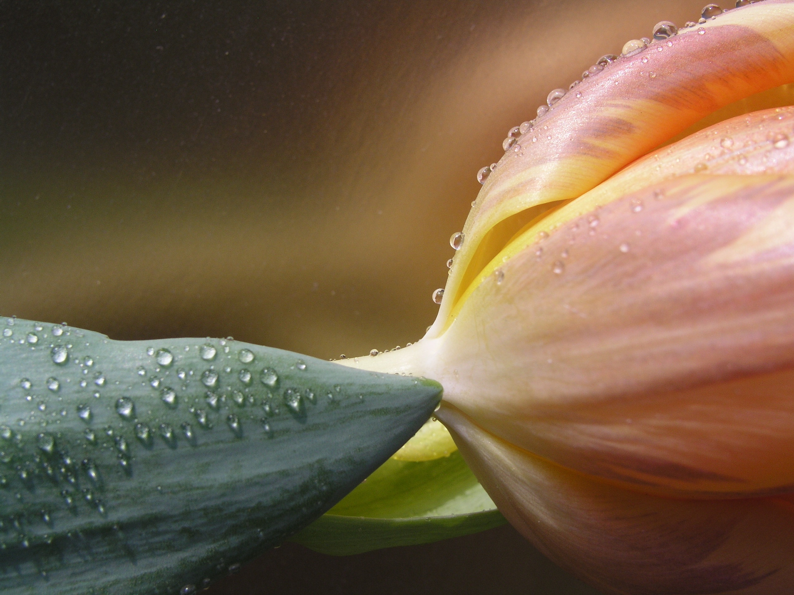Tulips Flower free image download
