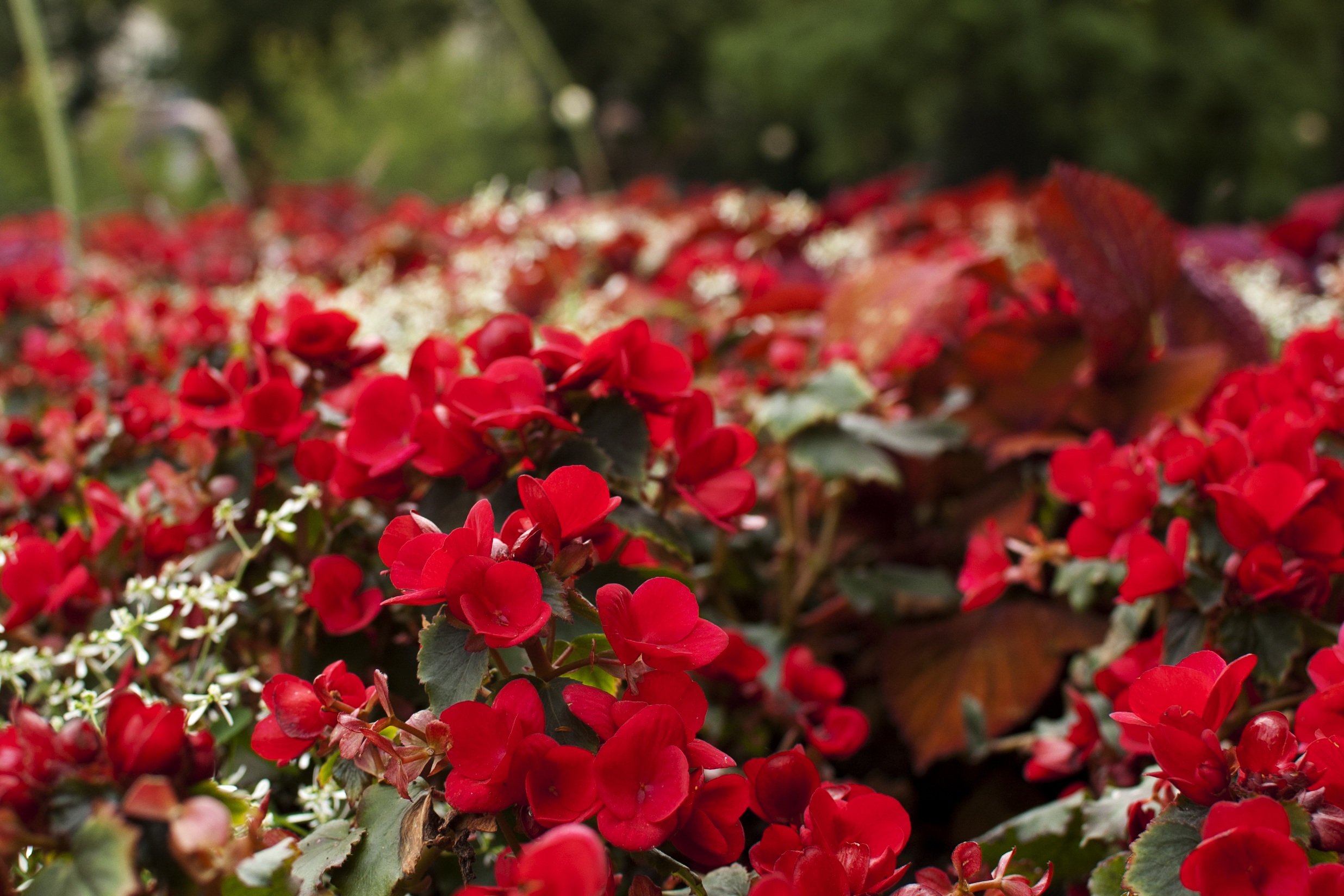 Red Flower Nature free image download
