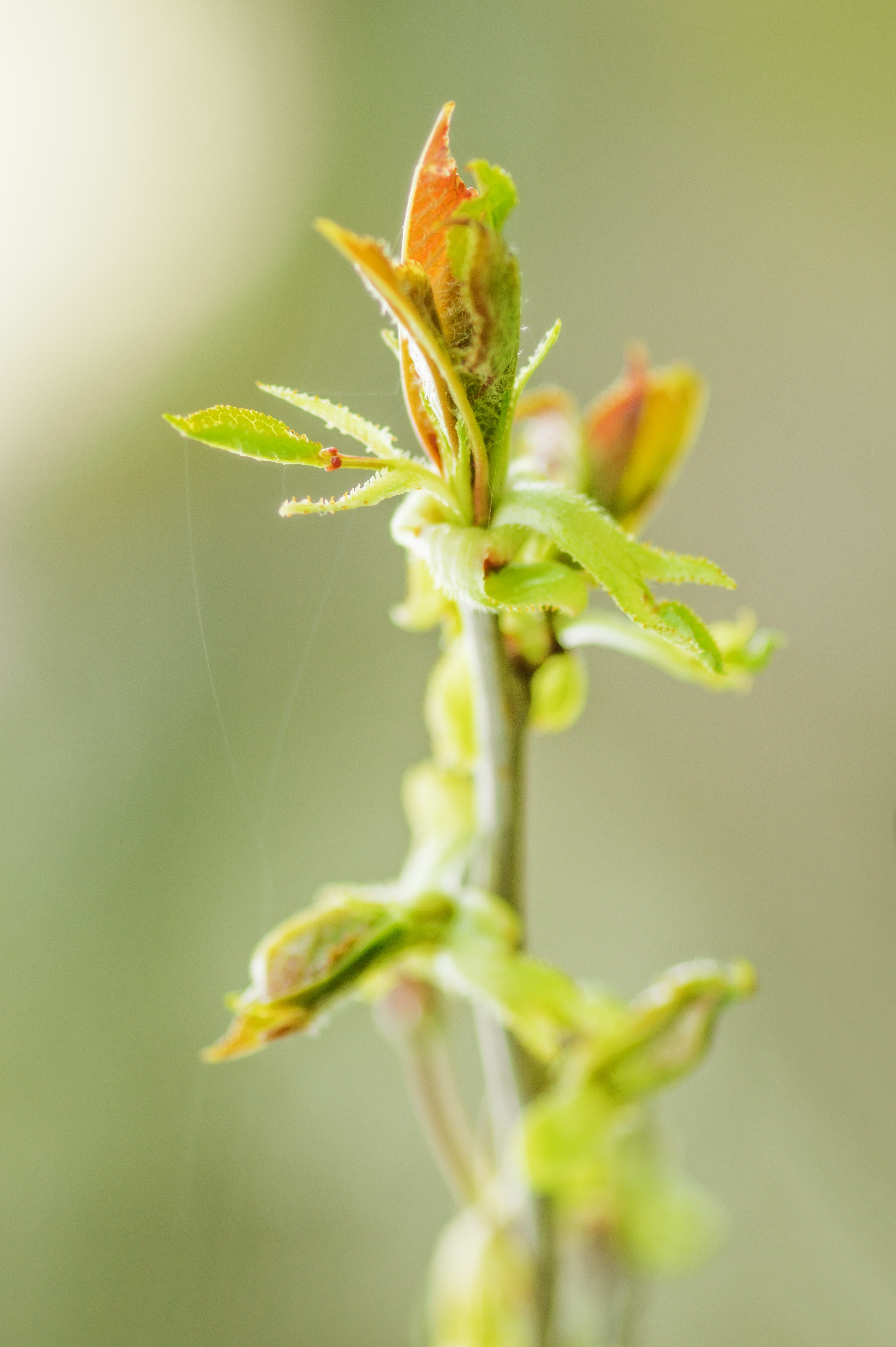 Flower Green Petal free image download